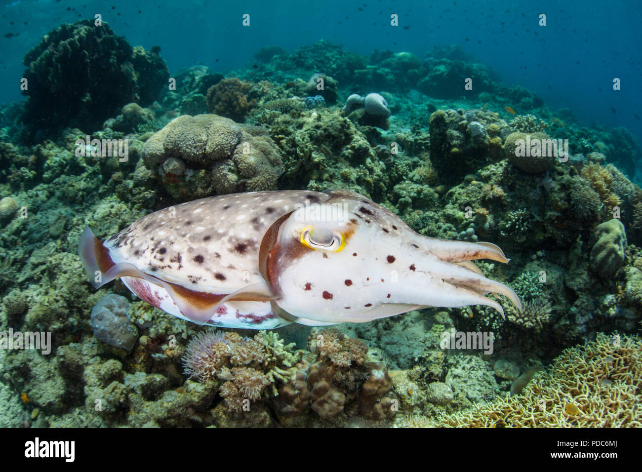 Female broadclub cuttlefish hi-res stock photography and images - Alamy