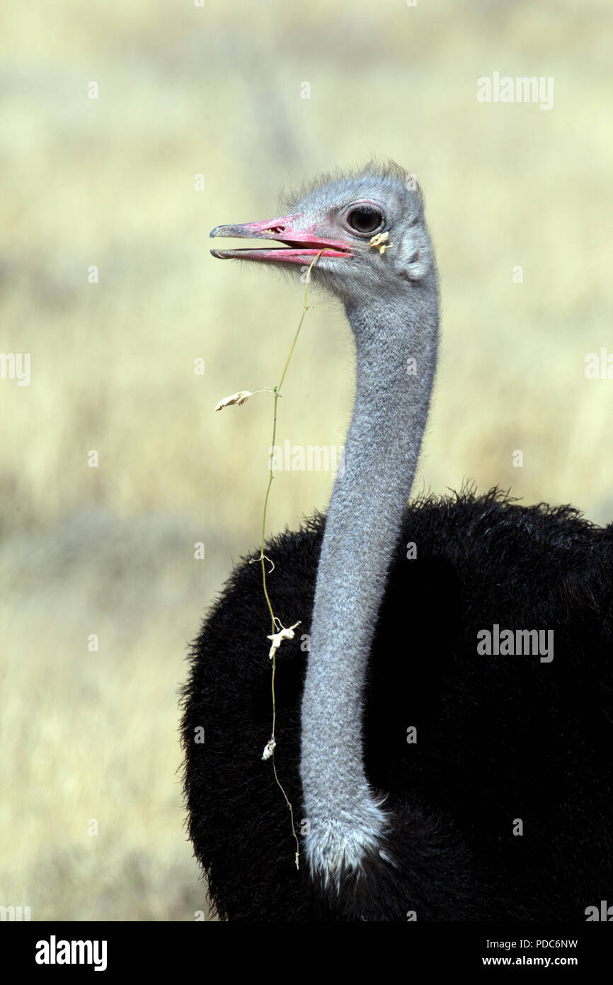 Portrait of a male common ostrich (Struthio camelus australis) with a ...