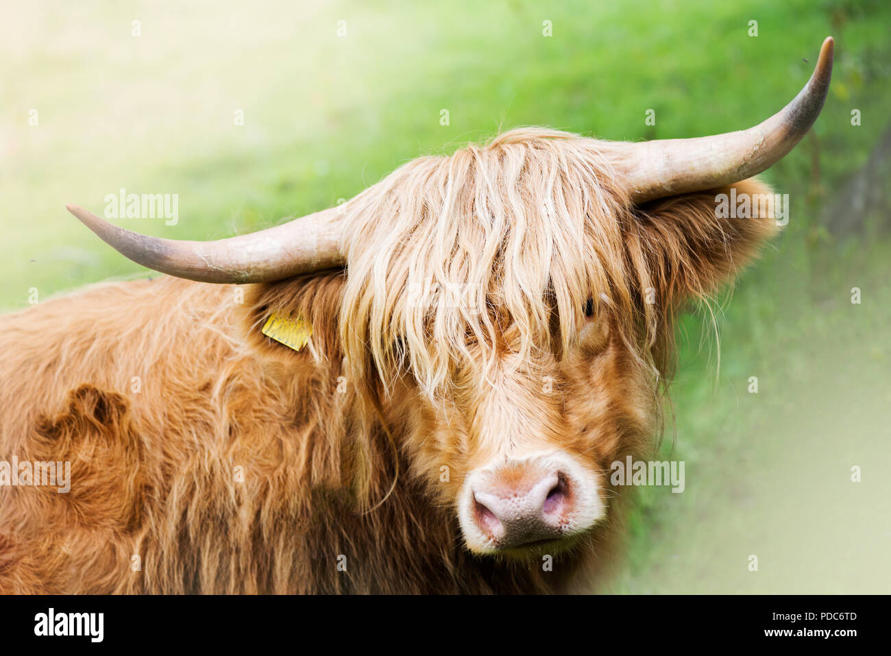 Highland cow scotland hi-res stock photography and images - Alamy