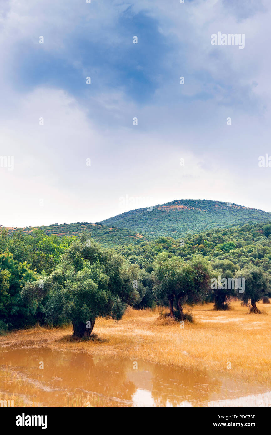 Vertical view of olive tree field with cloudy sky Stock Photo - Alamy