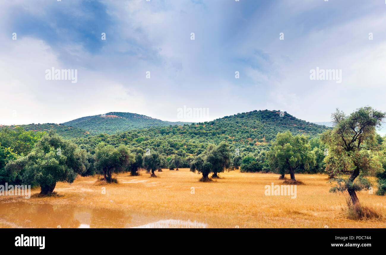 Olive tree view hi-res stock photography and images - Alamy