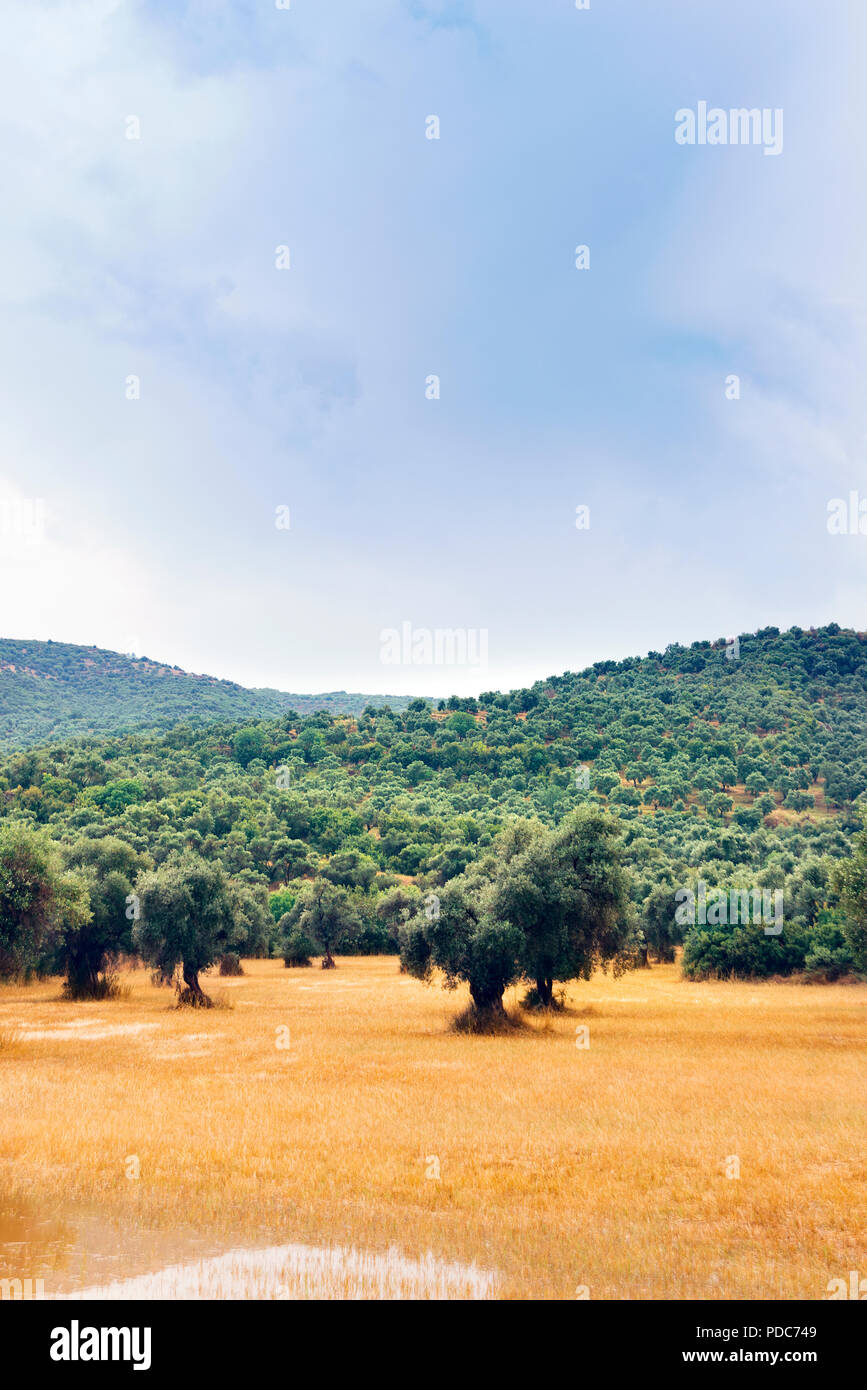 Vertical view of olive tree field with cloudy sky Stock Photo - Alamy