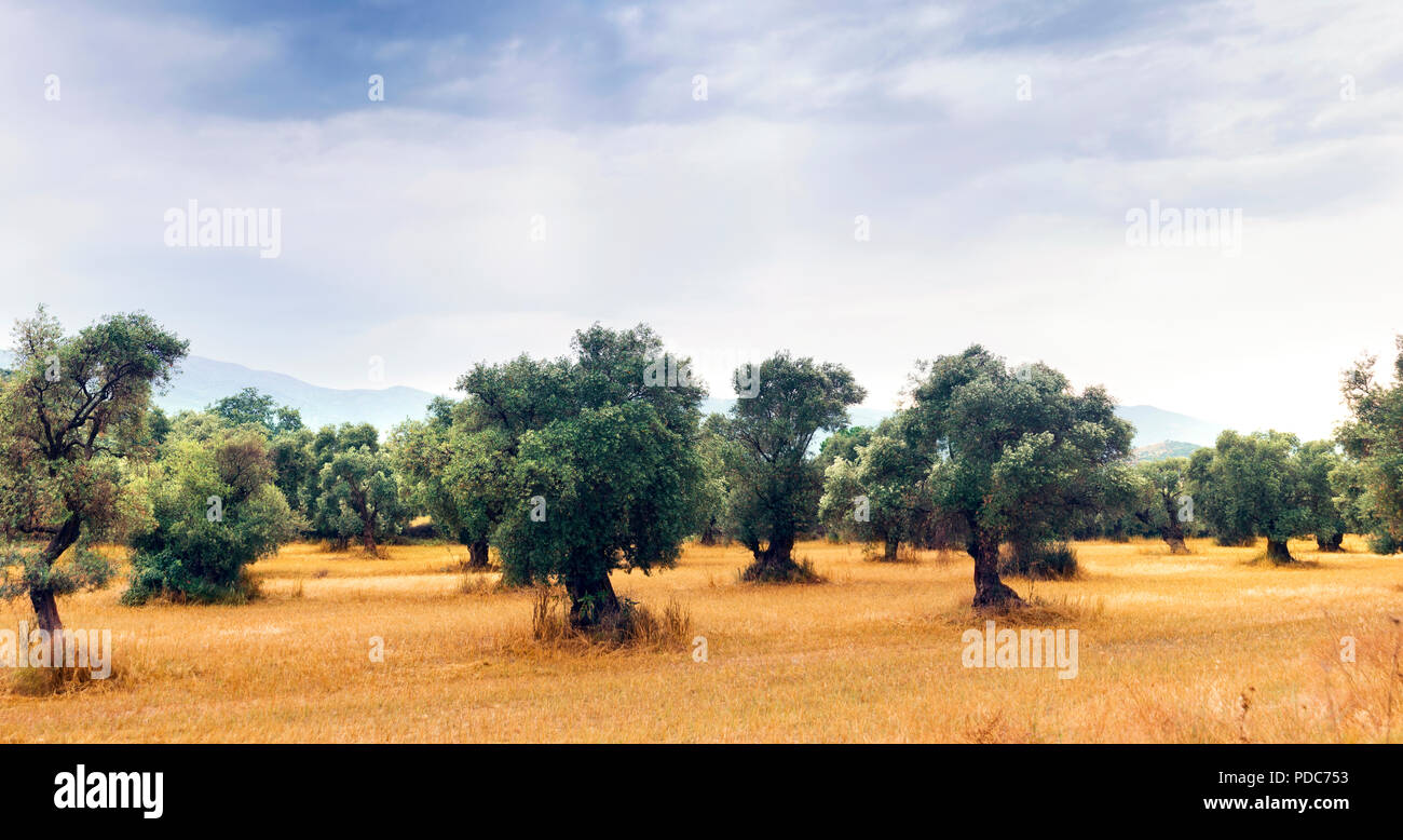 Landscape view of olive tree field with cloudy sky Stock Photo - Alamy