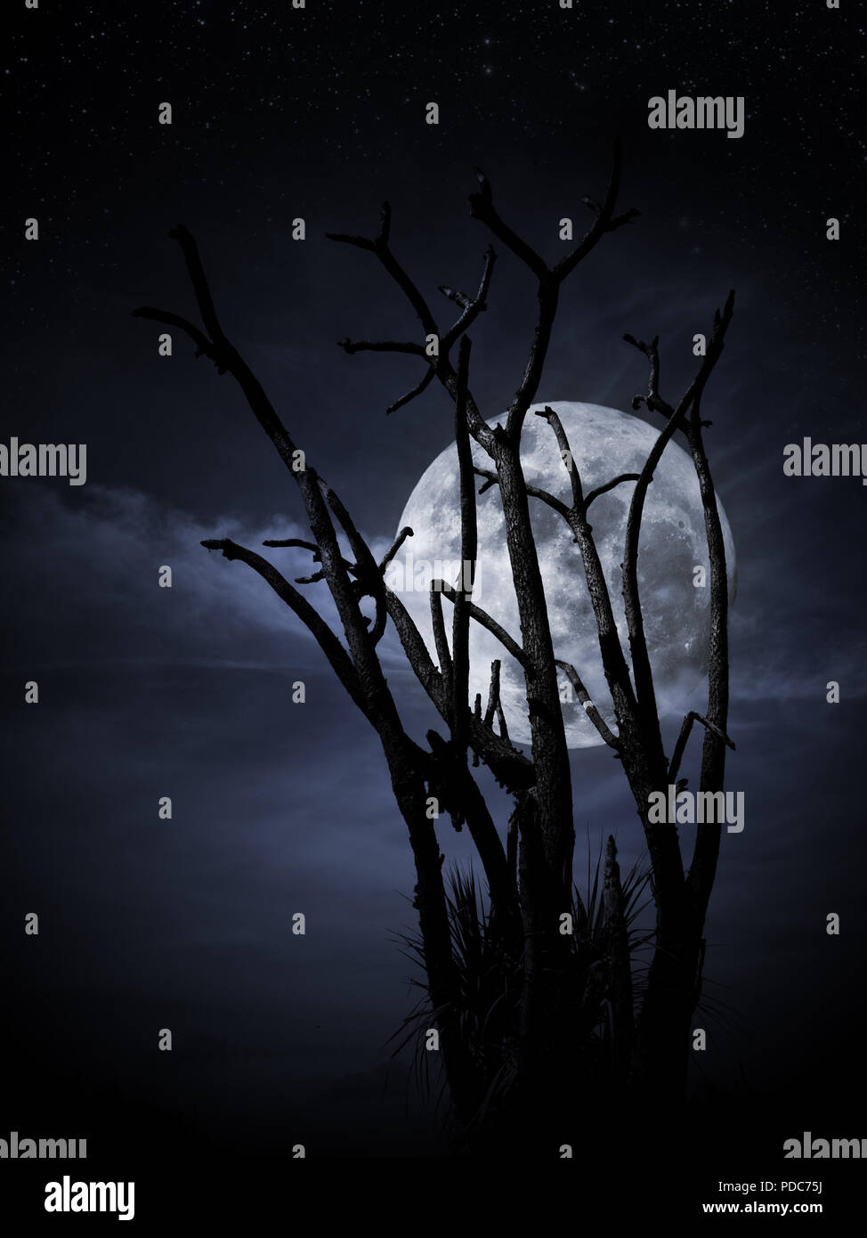 Midnight horror tree hi-res stock photography and images - Alamy