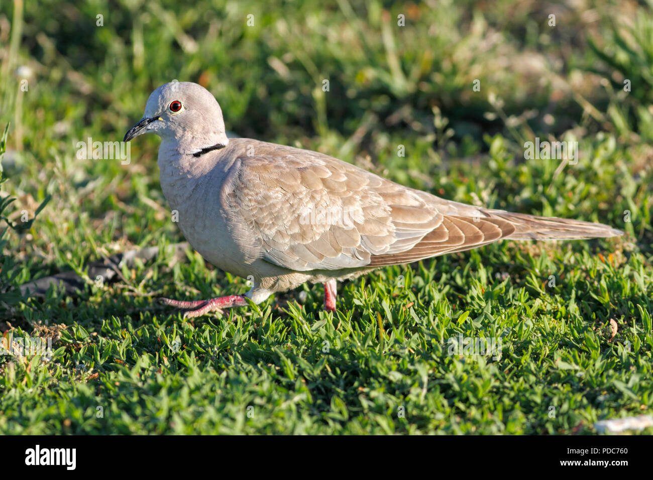 Eurasian turtle dove in flight hi-res stock photography and images - Alamy
