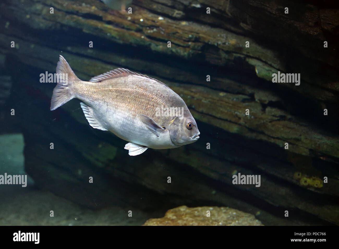 Swimming fish with interesting underwater light. Aquarium photo Stock ...