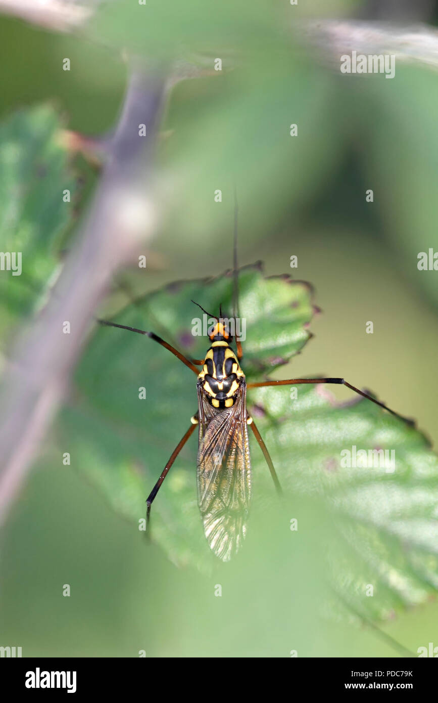 Small colorful mosquito. Northern portuguese meadows. Early autumn ...