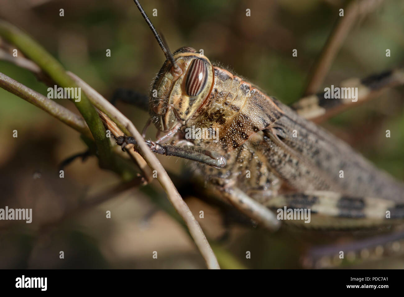 Hairy grasshopper hi-res stock photography and images - Alamy