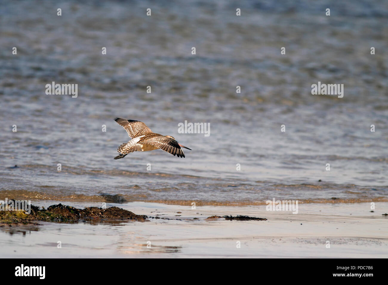 Portugal migratory bird hi-res stock photography and images - Alamy