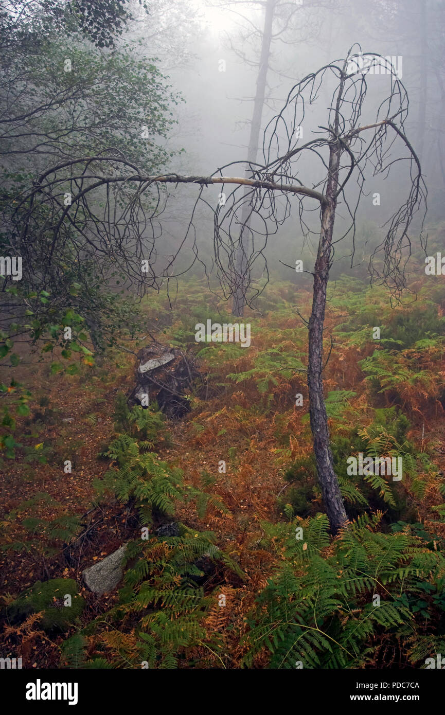 Little dead tree in the woods in a autumn misty morning Stock Photo - Alamy
