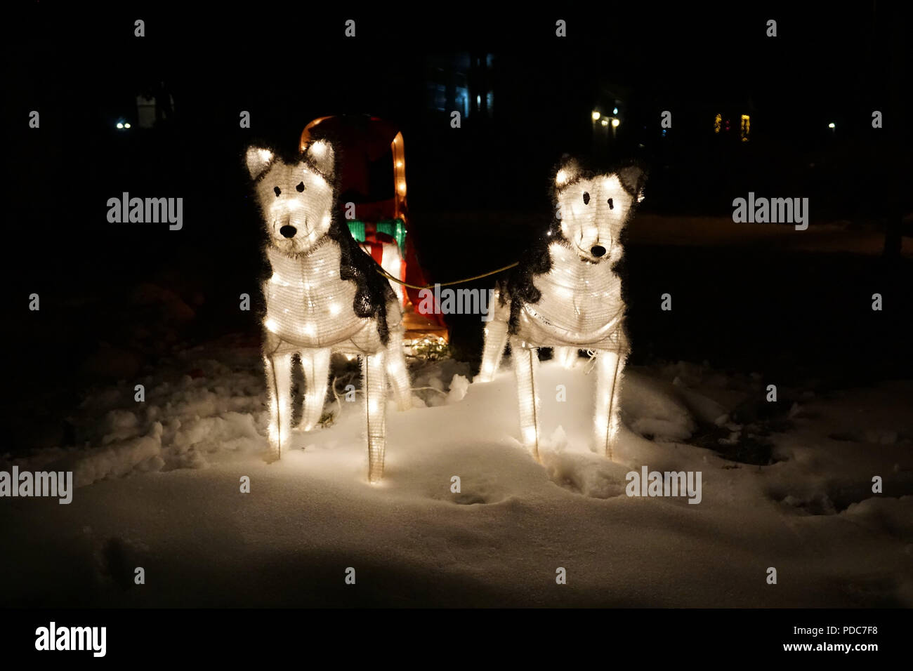 Christmas Sled Dogs Stock Photo - Alamy