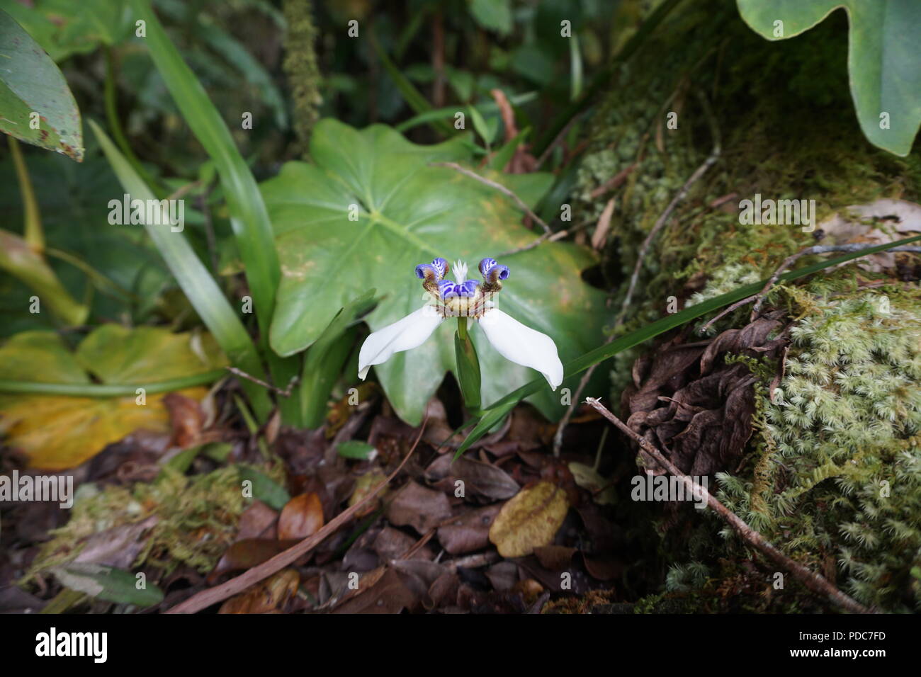 High resolution flower hi-res stock photography and images - Alamy