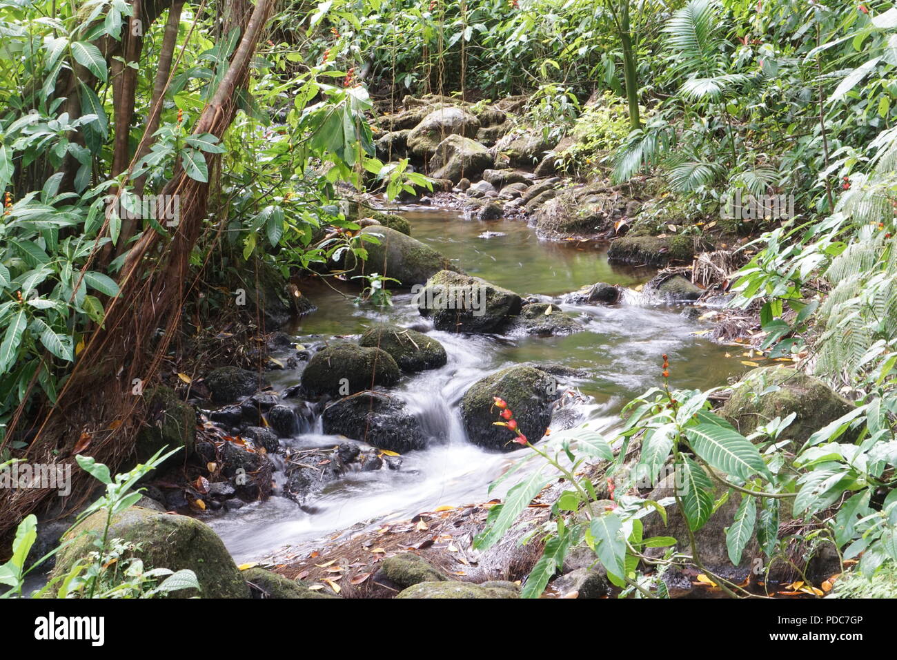 Tropical Stream in Hawaii Stock Photo - Alamy