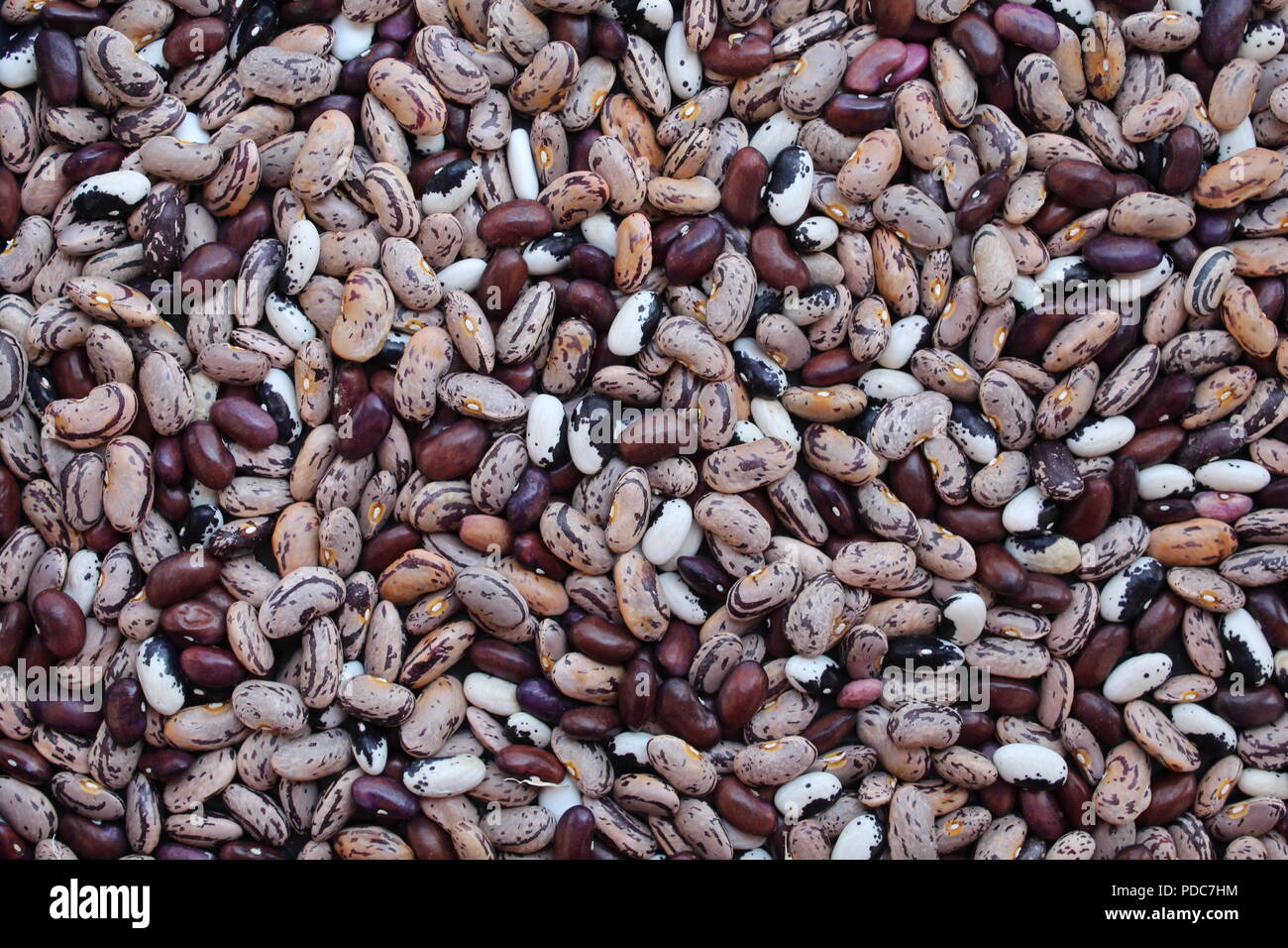 Seed beans hi-res stock photography and images - Alamy