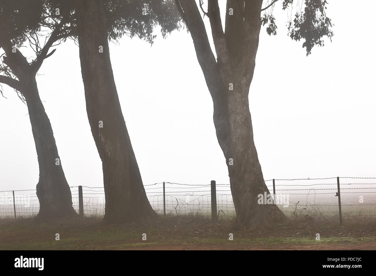 Fog in the gum trees hi-res stock photography and images - Alamy