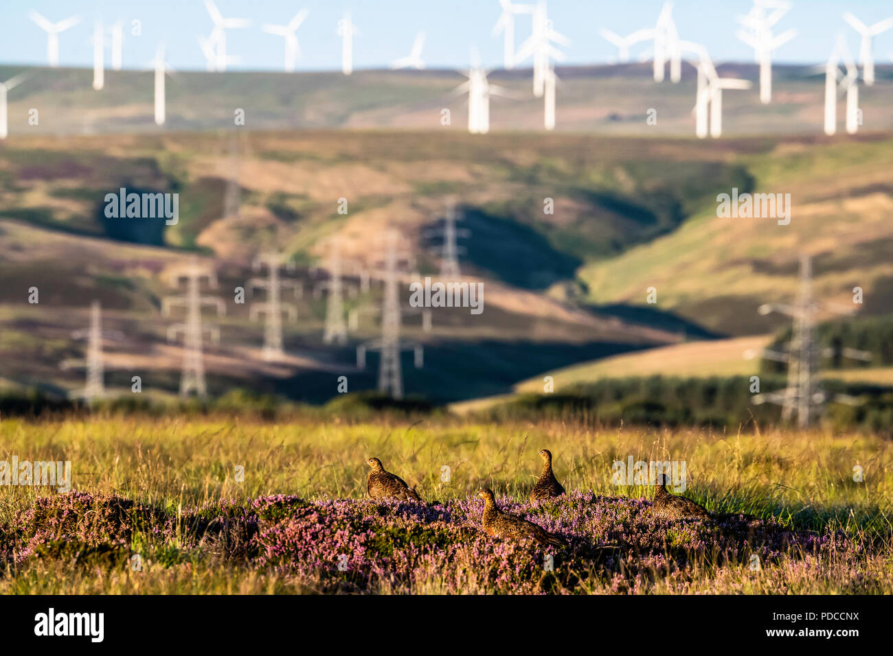 Longformacus Scotland High Resolution Stock Photography and Images - Alamy