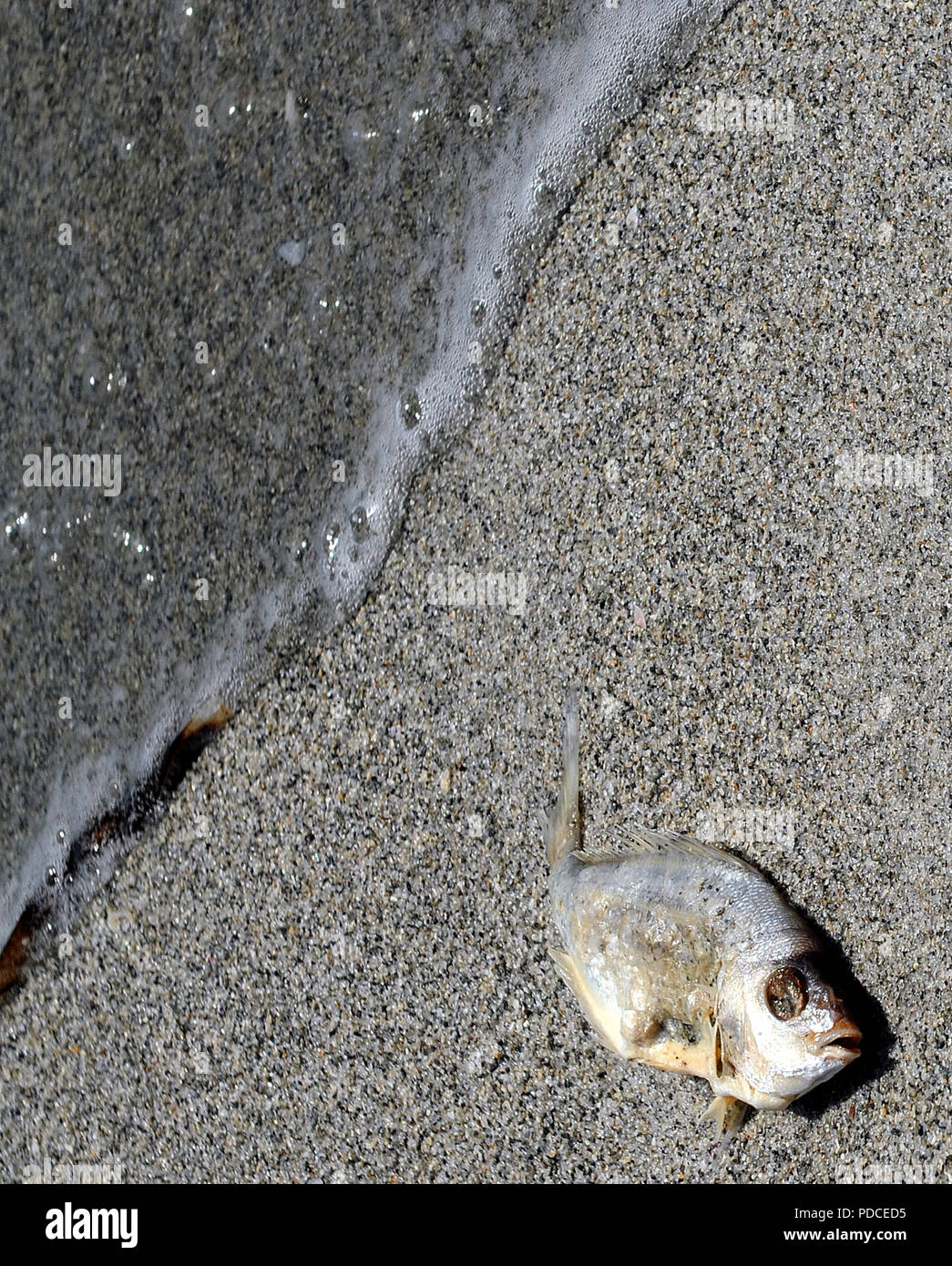 Fish kill gulf of mexico hi-res stock photography and images - Alamy