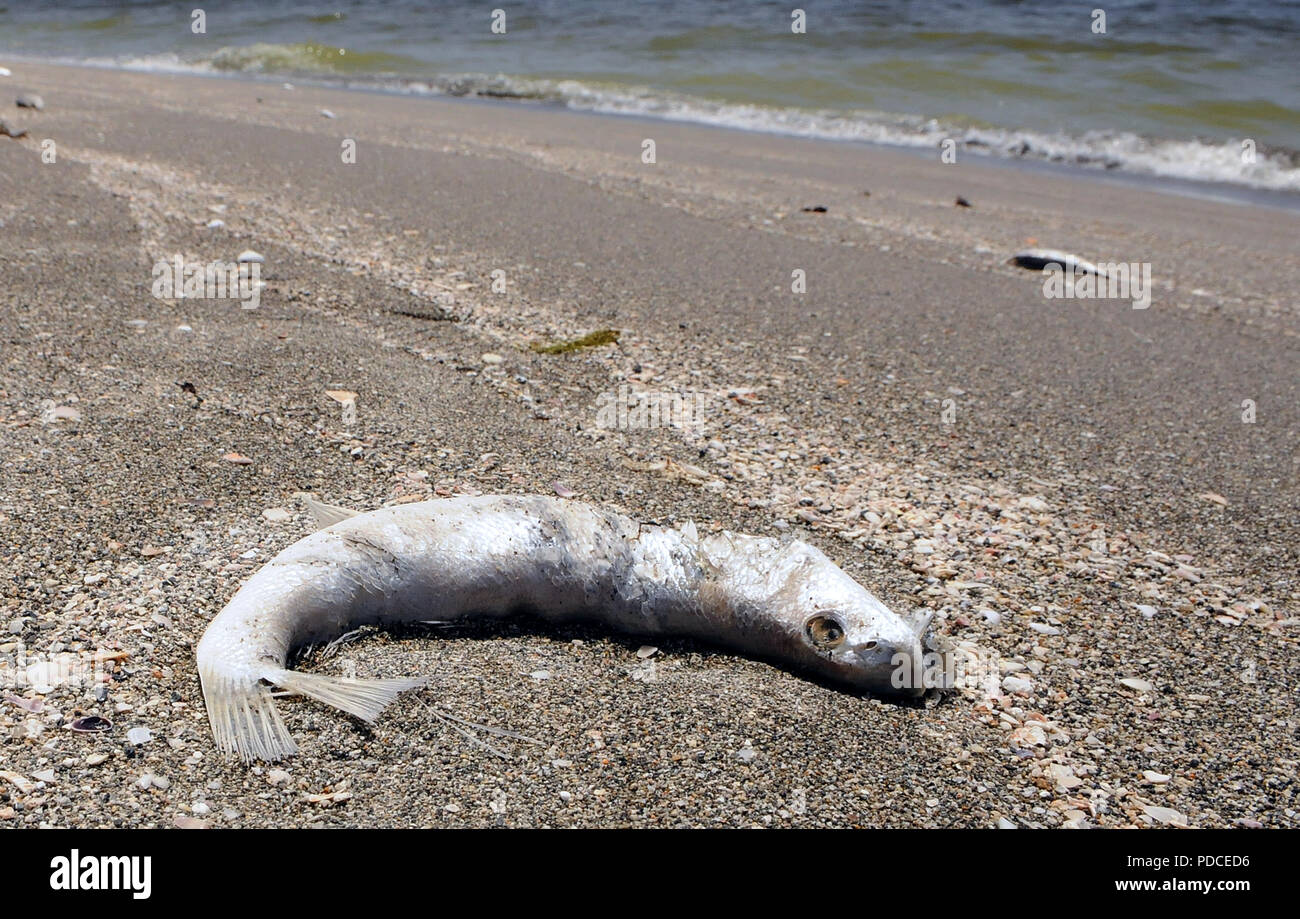 Fish kill gulf of mexico hi-res stock photography and images - Alamy