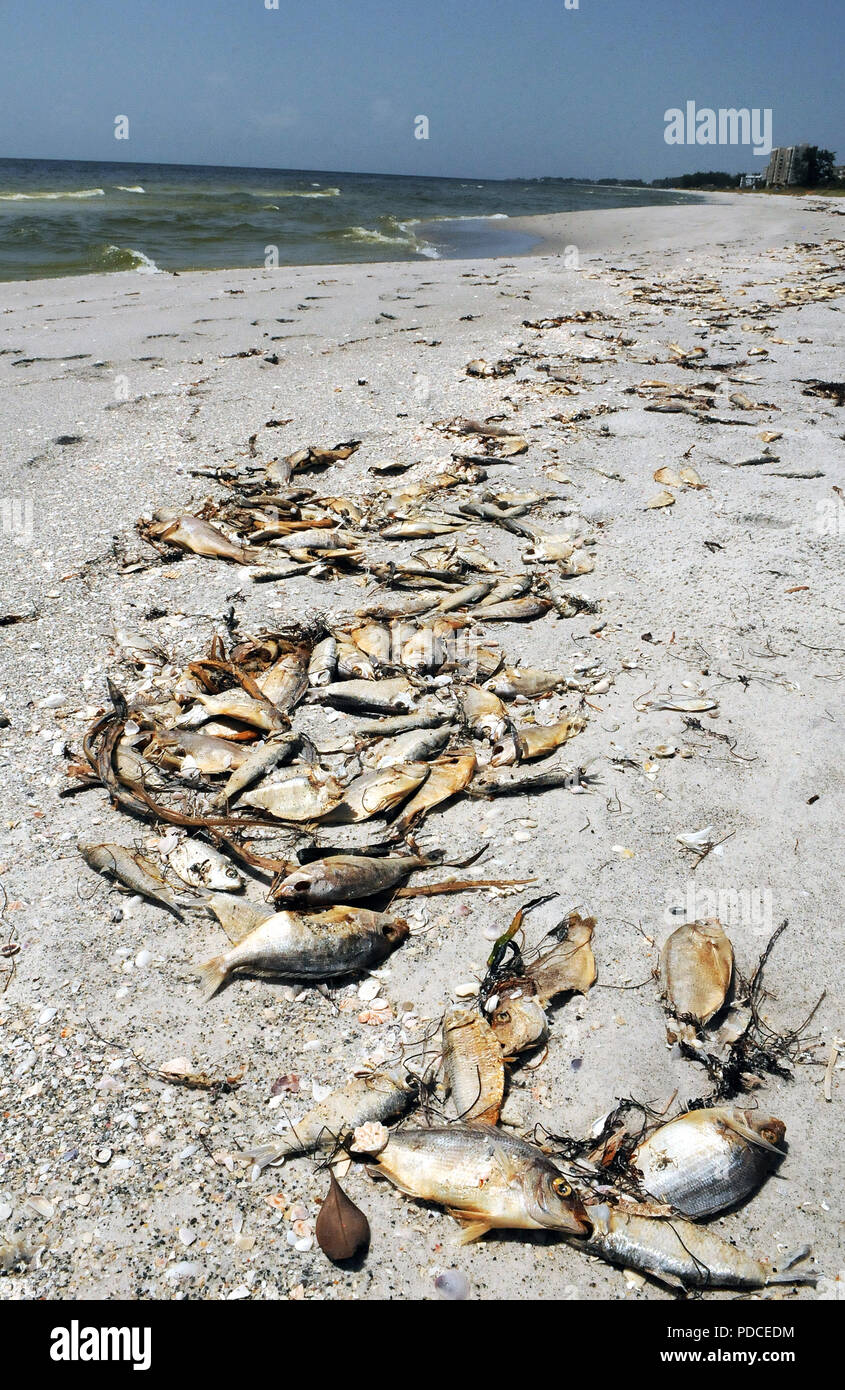 Fish kill gulf of mexico hi-res stock photography and images - Alamy