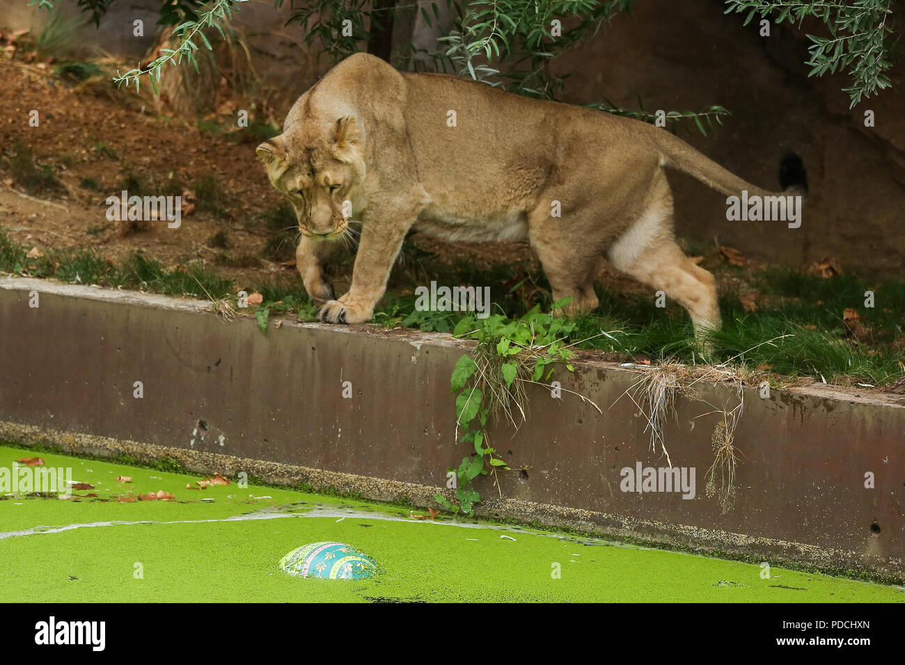 London zoo lions hi-res stock photography and images - Alamy