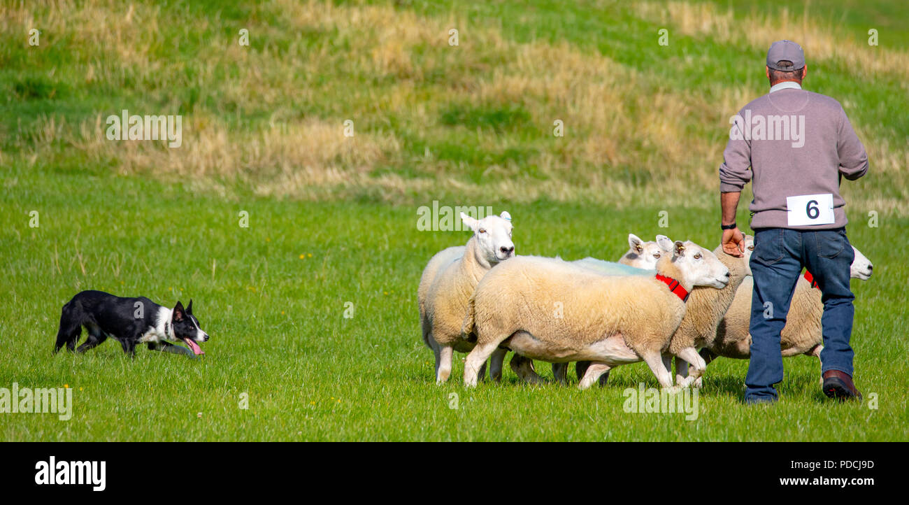 A shepherd commanding his sheep dog during the National Sheep Dog ...