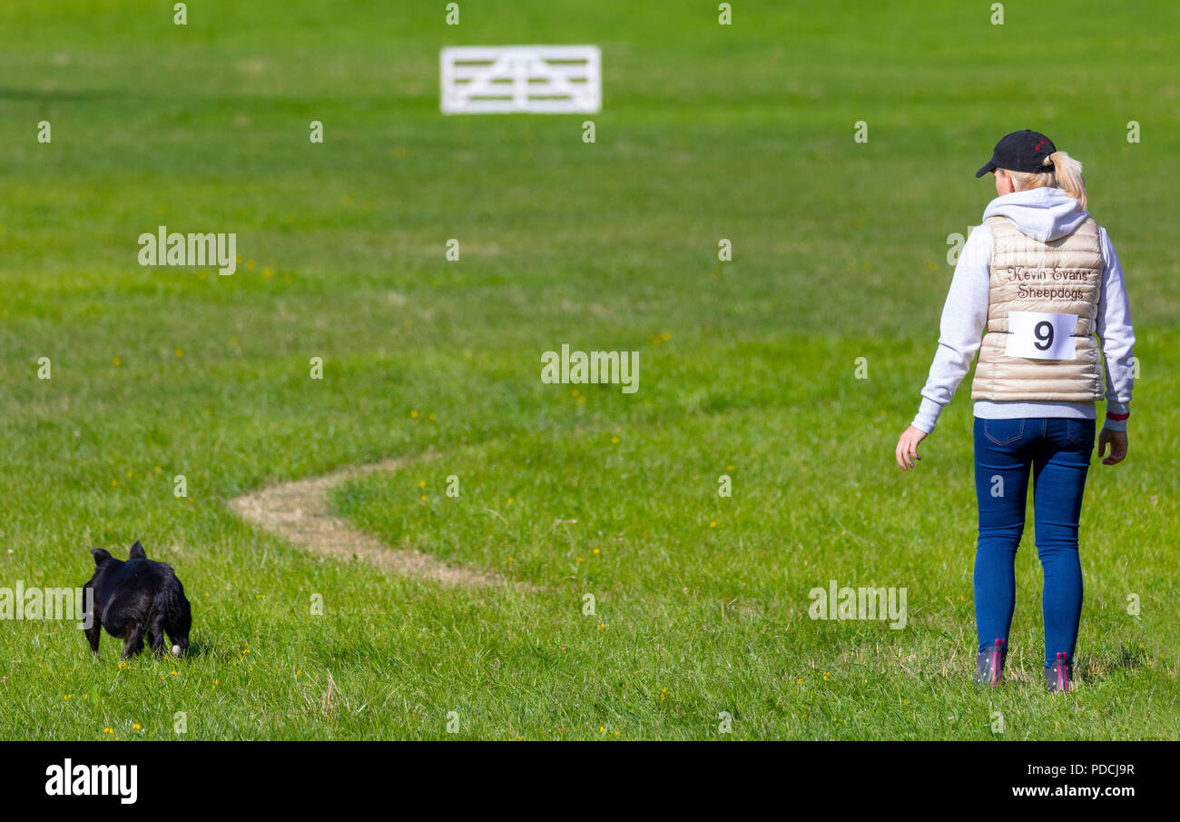 A female shepherdess walking with her shepherds crook duing the ...
