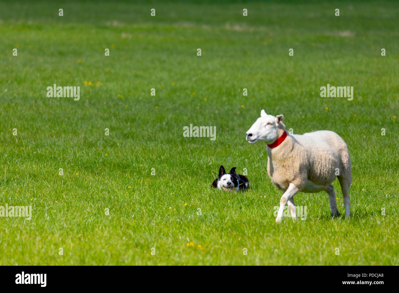 A sheep dog lying down at watching sheep as it drives them along a ...