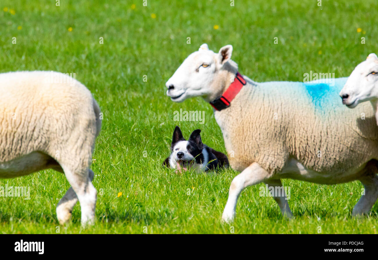 Nannerch, North Wales, UK Weather: Hot and sunny weather perfect for ...