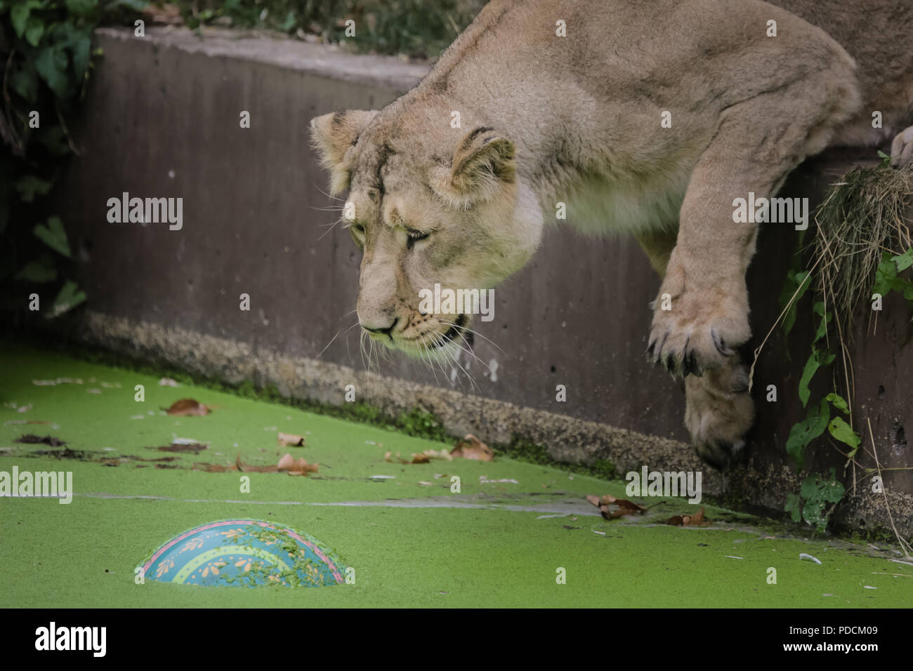 London, UK. 9th August, 2018. ZSL London Zoo's Asiatic lionesses ...