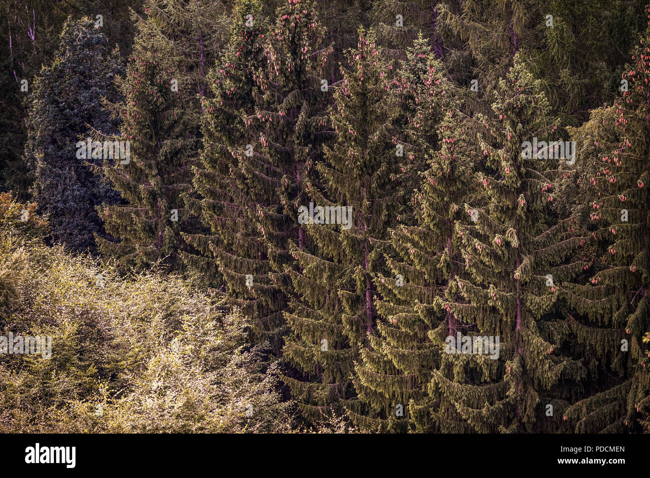 Coniferous forest, Christmas trees, forest texture Stock Photo - Alamy