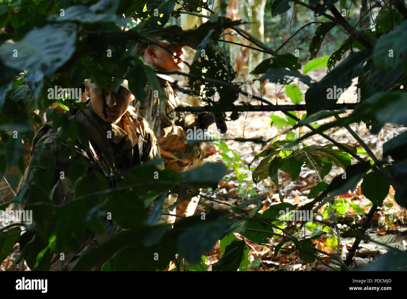 A U.S. Army Soldier peers through the leaves of the jungle during ...