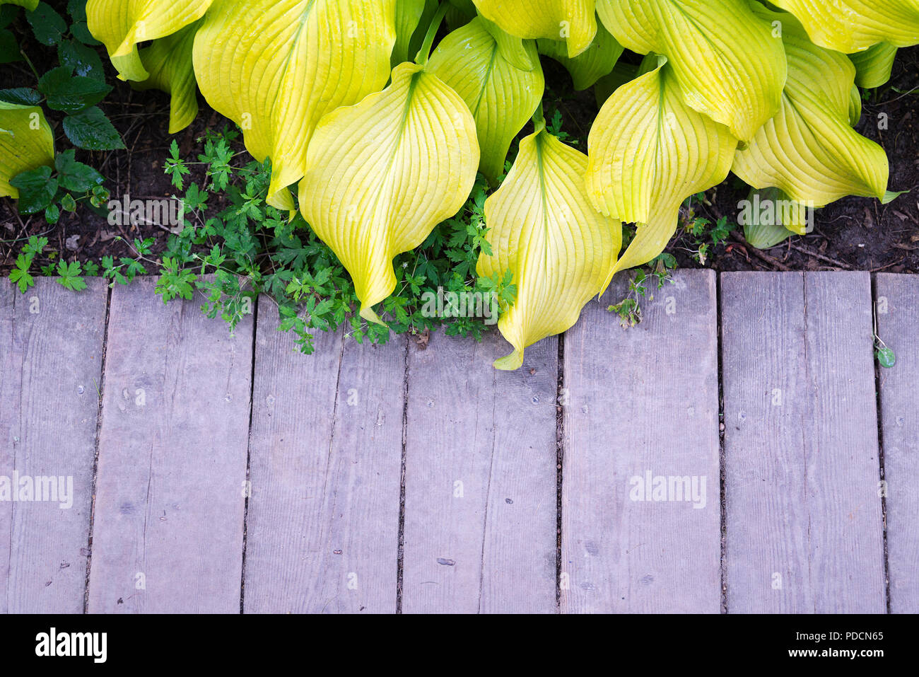 Large green leaves at the wooden path, top view. Natural background ...
