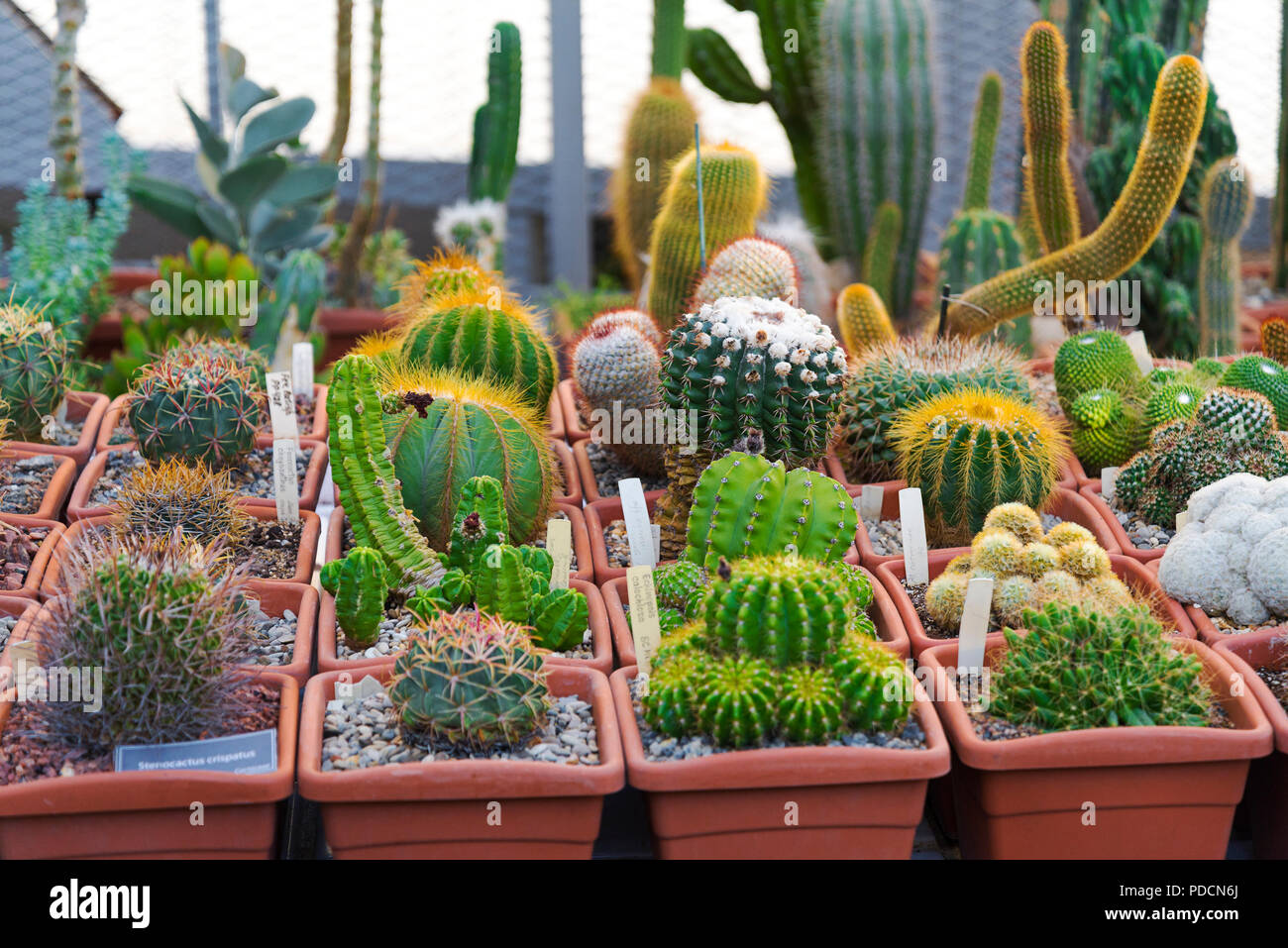 many prickly cacti of different shapes and sizes, potted, seedlings ...