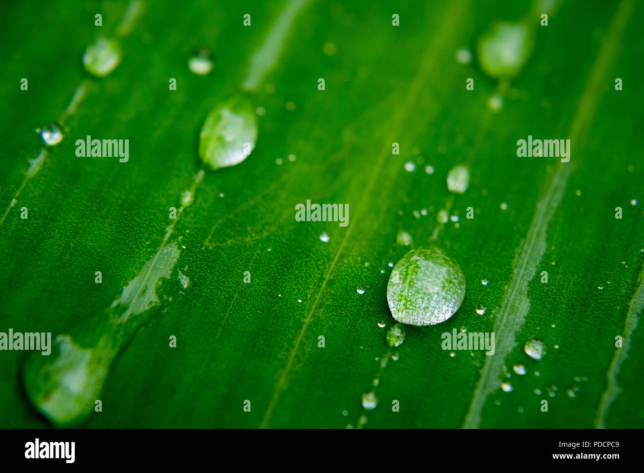 Water drop on green leaves Stock Photo - Alamy