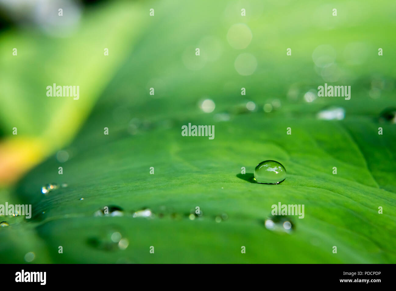 Water drop on green leaves Stock Photo - Alamy