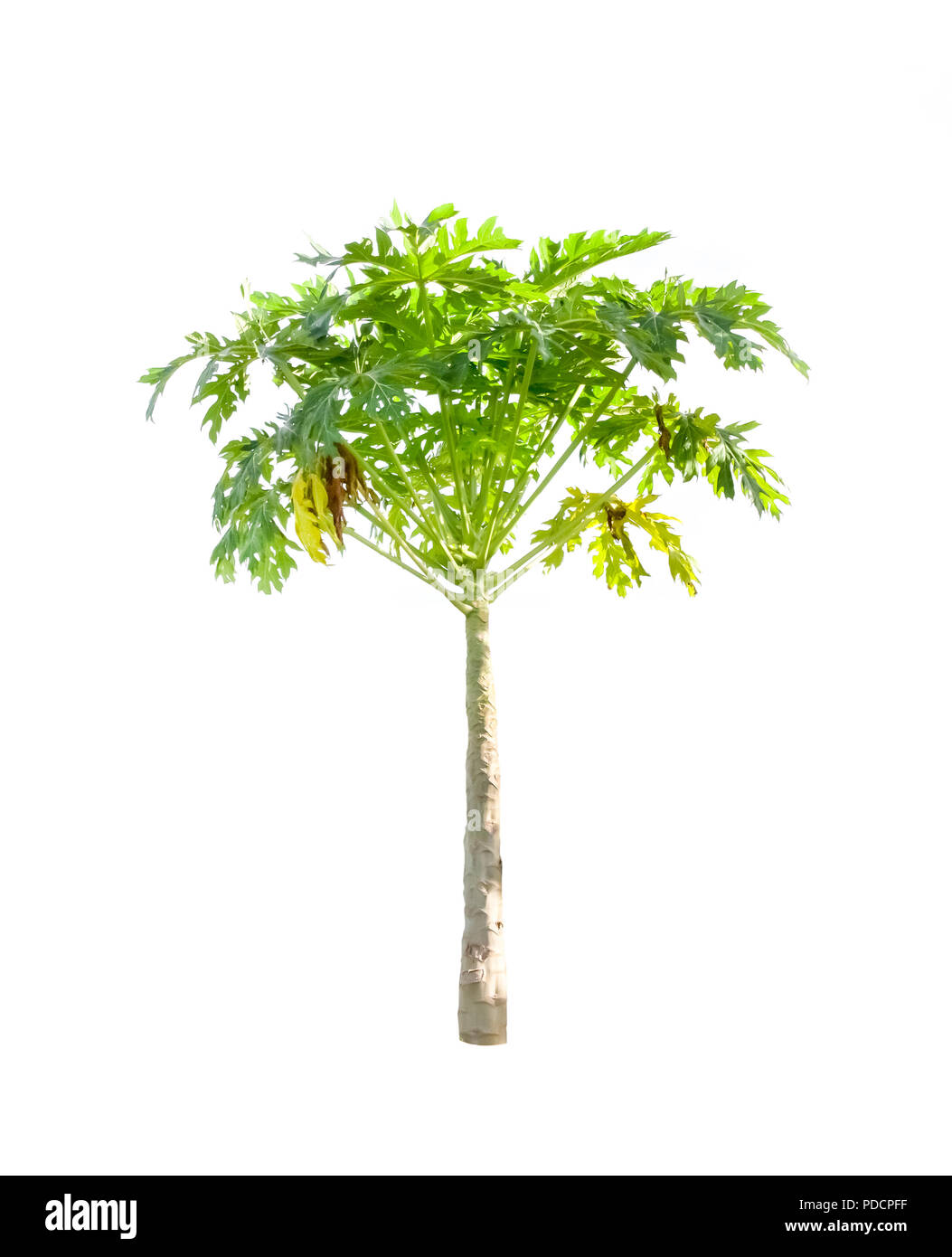 Papaya tree hawaii hi-res stock photography and images - Alamy