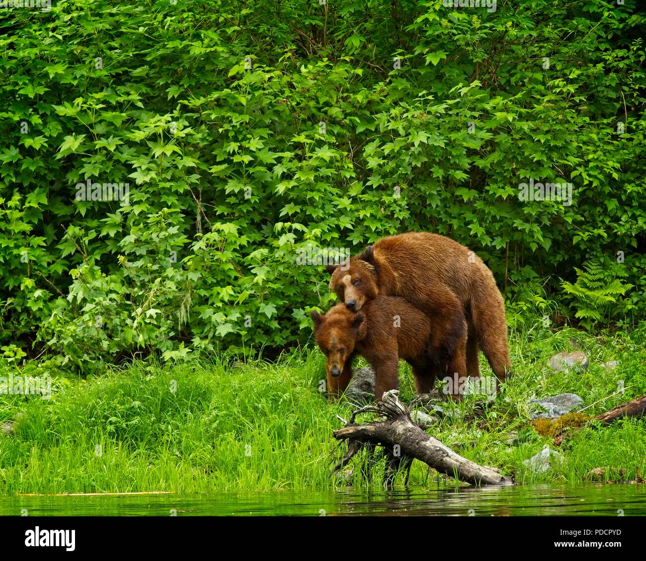 Male mounting female hi-res stock photography and images - Alamy