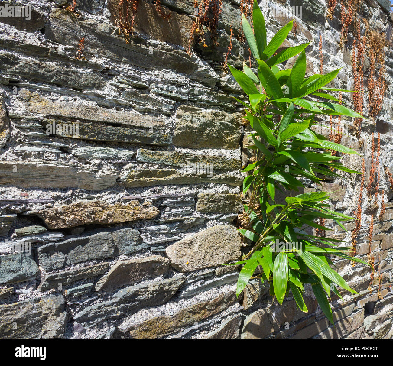 bamboo plant breaking through a stone wall Stock Photo - Alamy