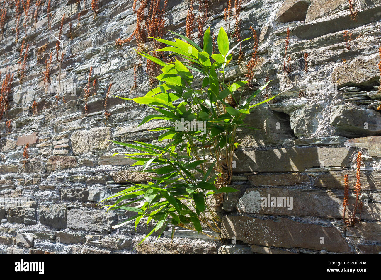 Invasive bamboo hi-res stock photography and images - Alamy