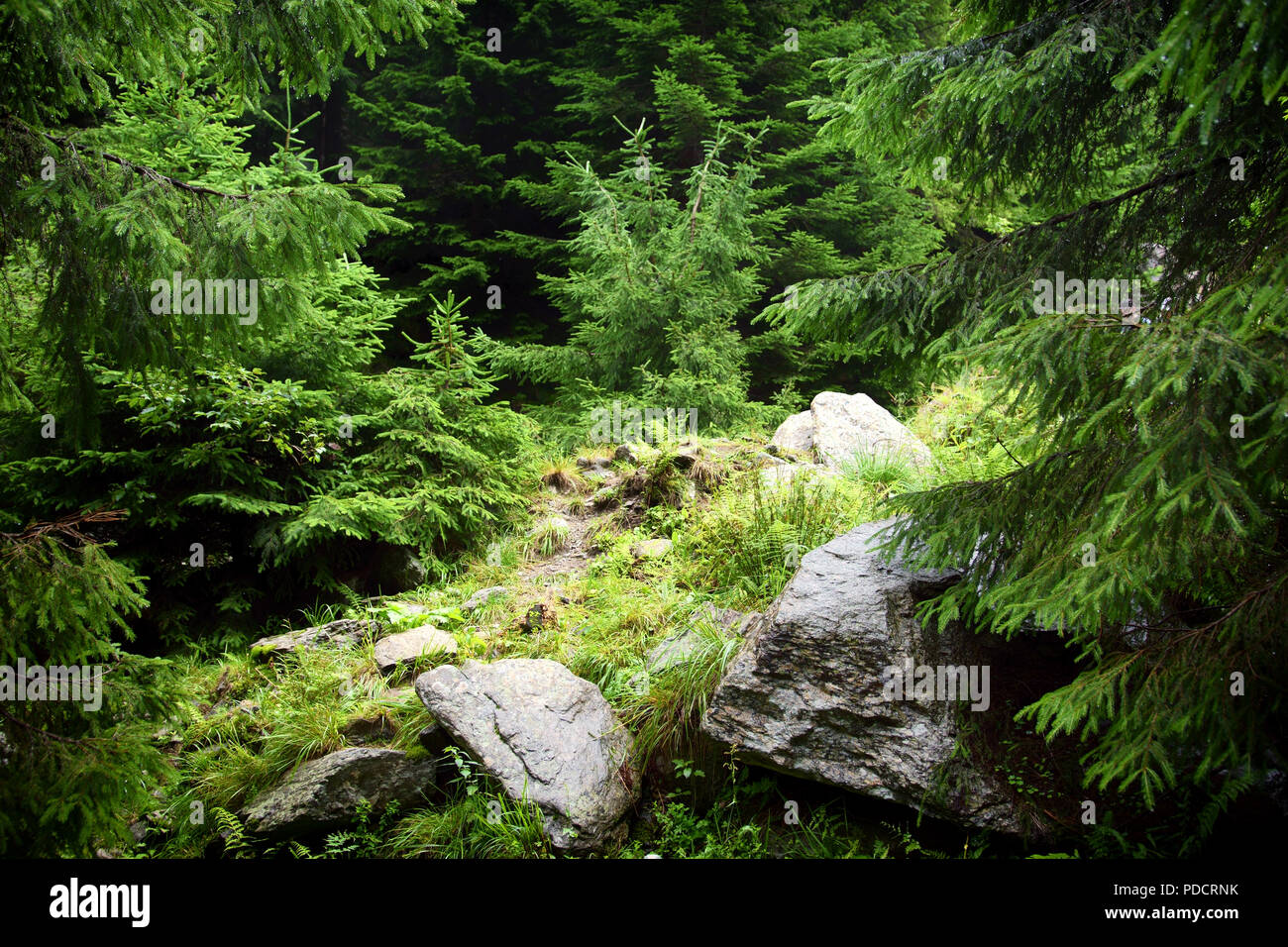 Forest views hi-res stock photography and images - Alamy