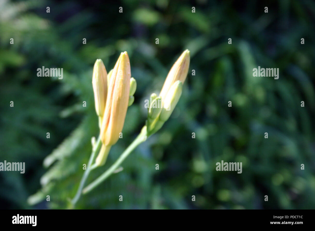 Day Lily Buds Stock Photo - Alamy