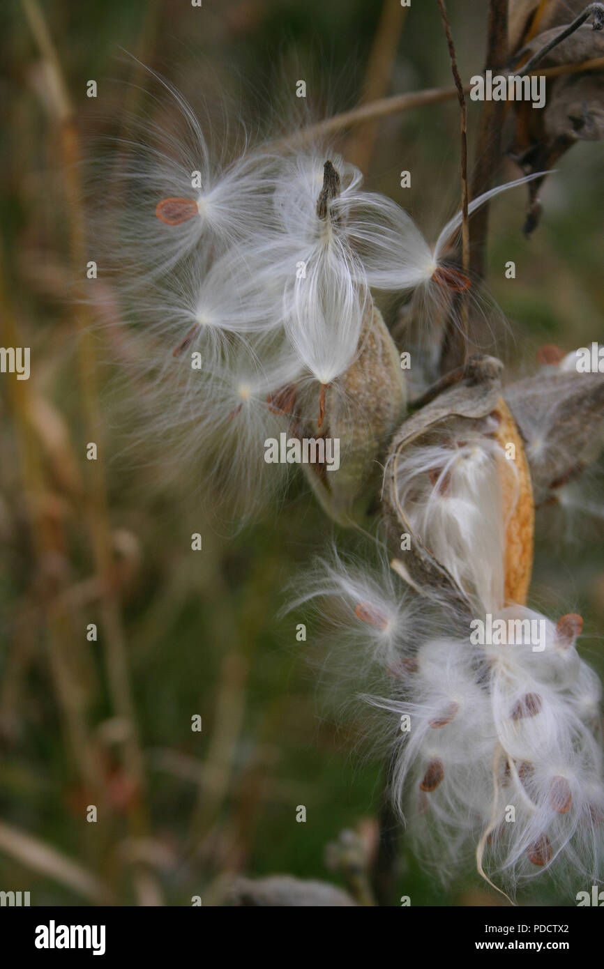 Milkweed Plant and pods Stock Photo - Alamy