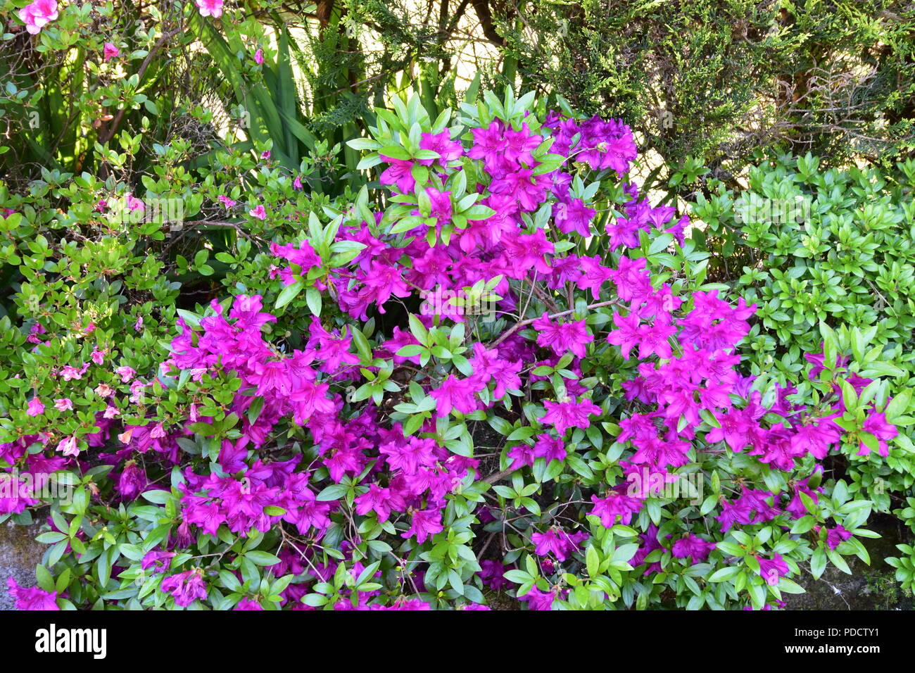 Azalea Diamond Japonica Pink Stock Photo - Alamy