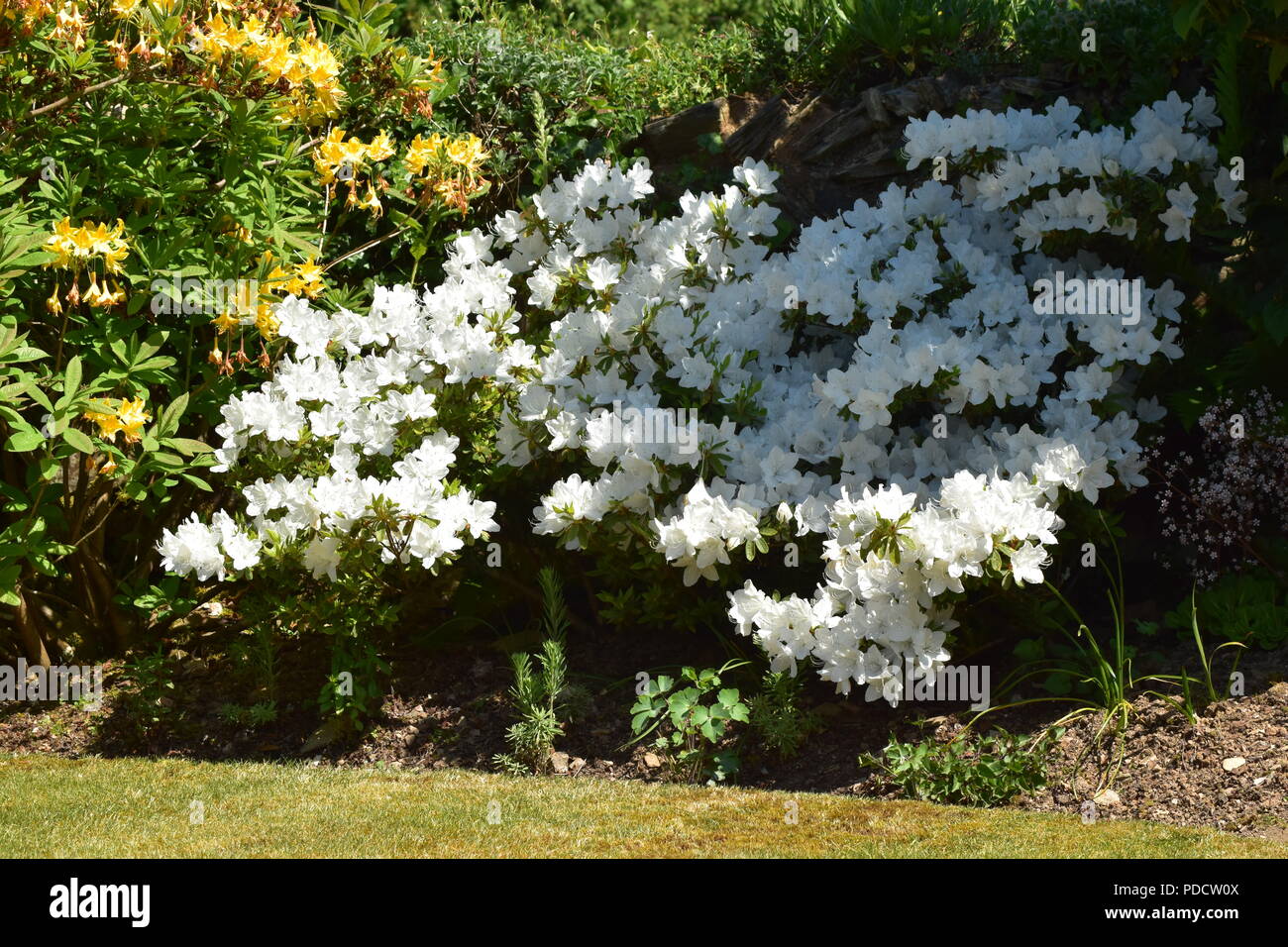 Azalea Diamond Japonica White Stock Photo - Alamy