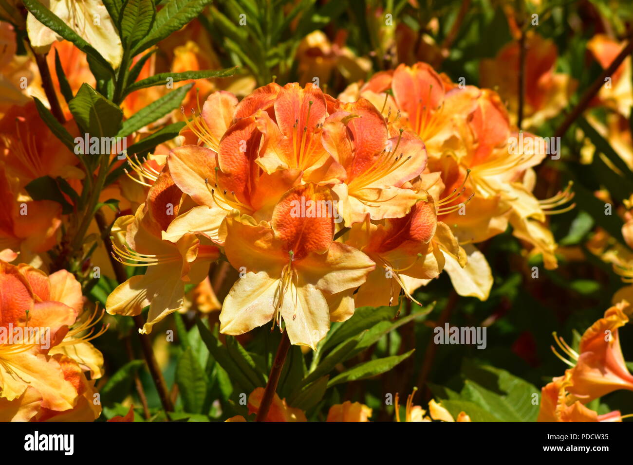 Orange Azalea Shrub Stock Photo - Alamy
