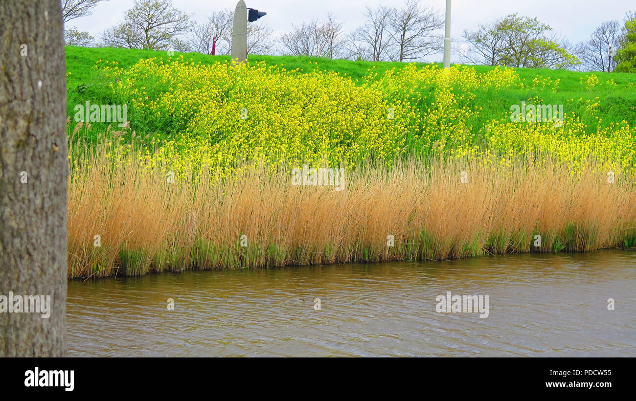 Canal embankment in rural Holland with Reeds and flowering mustard ...