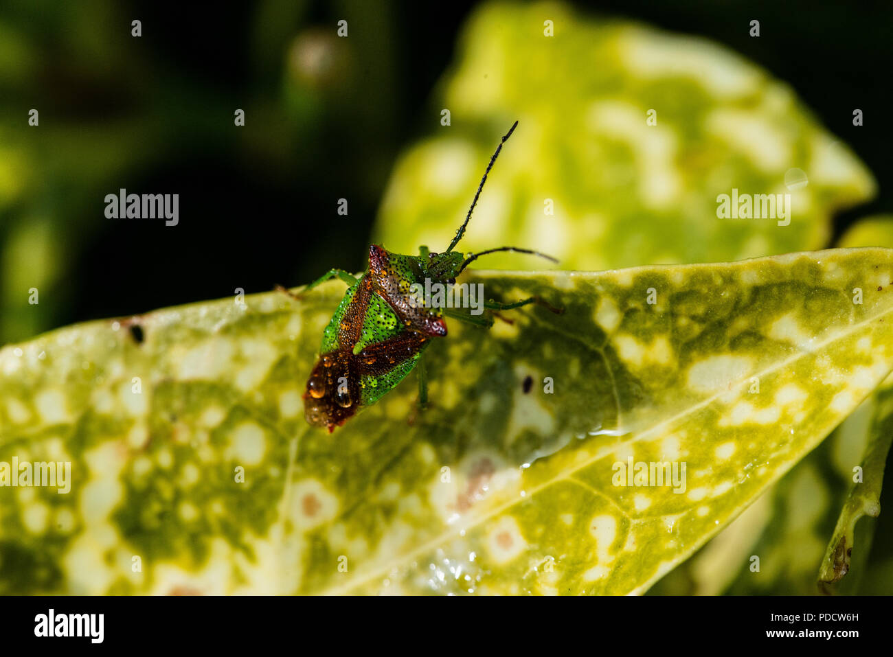 Shieldbug species hi-res stock photography and images - Alamy