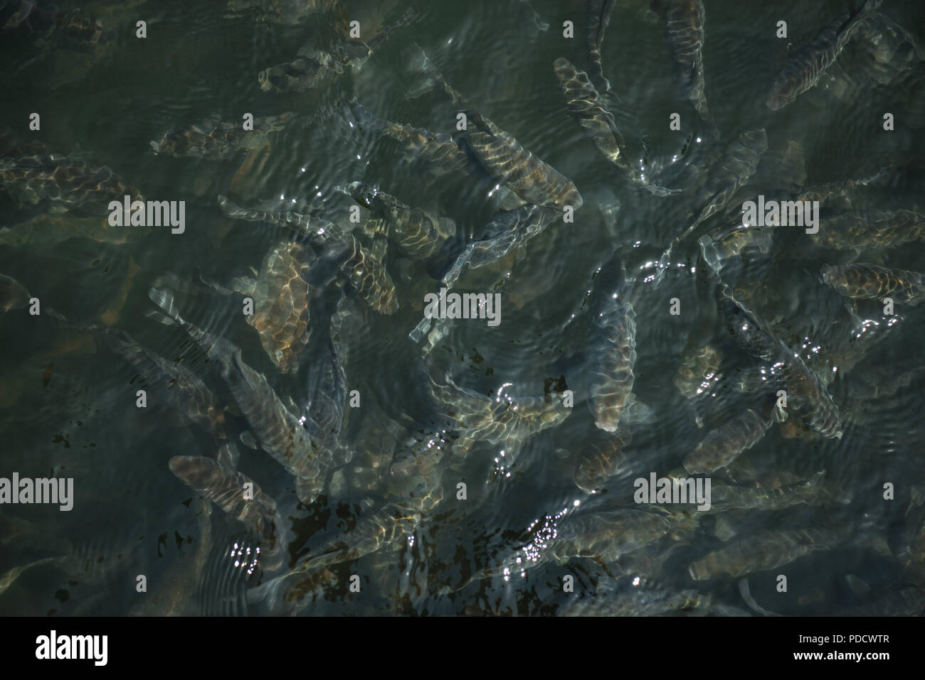 Top view fishes swimming in hi-res stock photography and images - Alamy