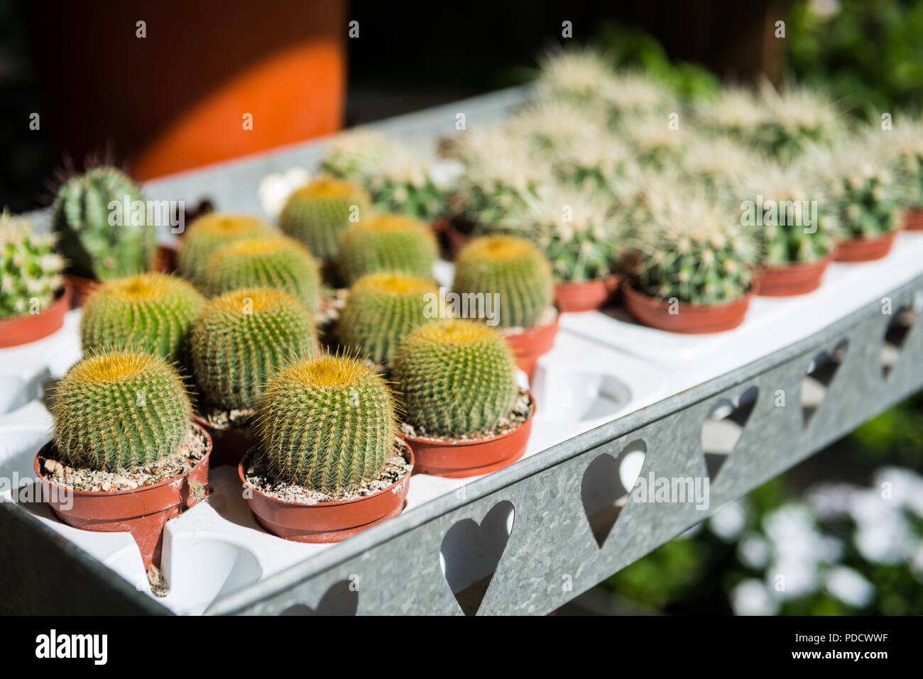 close up view of arranged potted cactus plants Stock Photo - Alamy