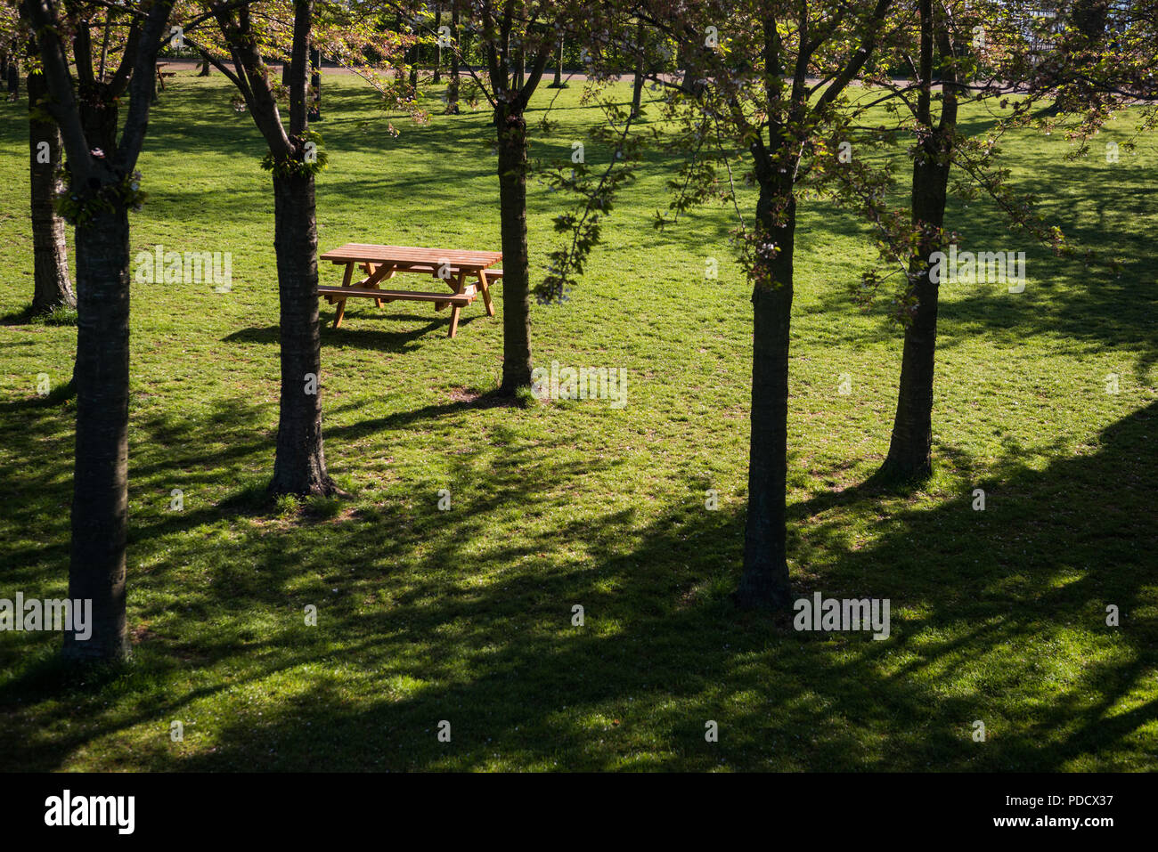 high angle view of empty wooden table and benches between beautiful ...